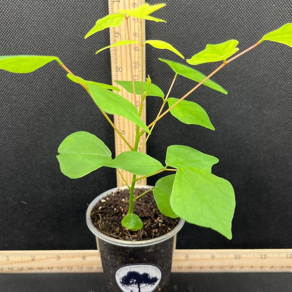 Ice Cream Bean Seed - Etsy