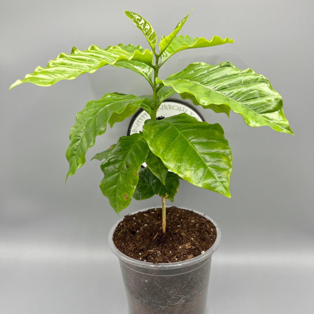 Coffea Arabica / Arabica Coffee Jasminum Arabicum Live Sapling - Etsy