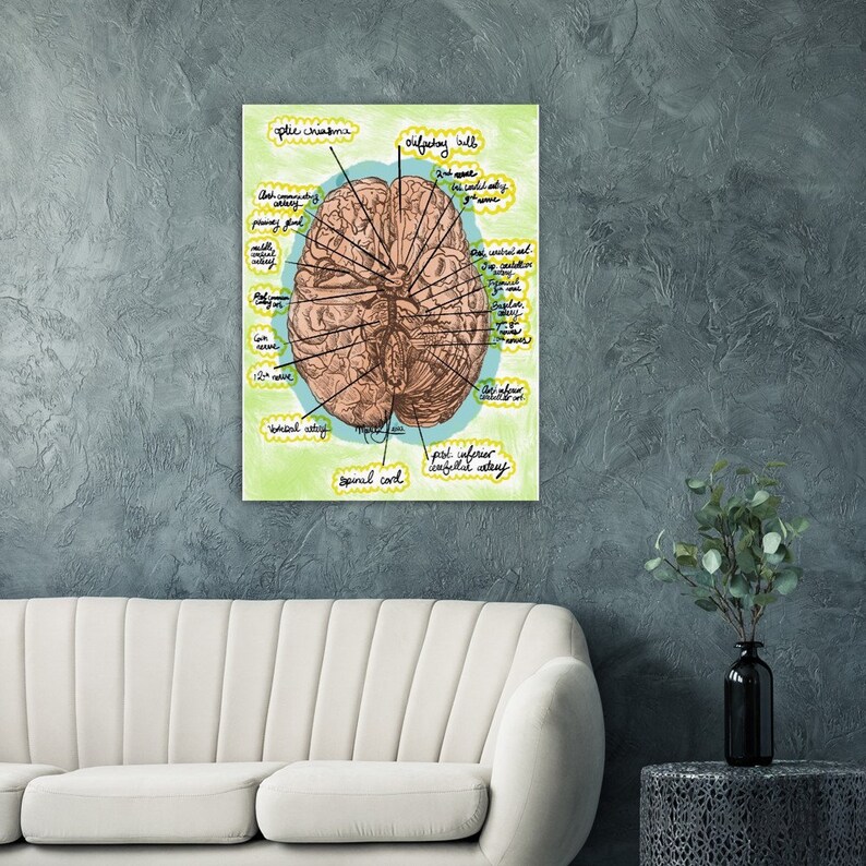 Anatomical Diagram of Brain, Brain Anatomy Art Poster, Biomedical ...