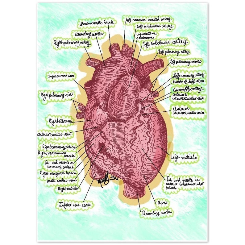 Anatomic Human Heart Poster, Heart Anatomy Diagram Wall Art, Internal ...