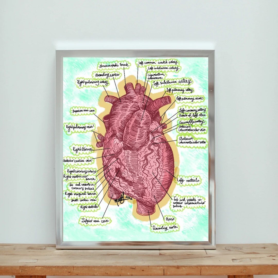 Anatomic Human Heart Poster, Heart Anatomy Diagram Wall Art, Internal ...