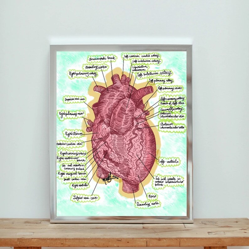 Anatomic Human Heart Poster, Heart Anatomy Diagram Wall Art, Internal ...
