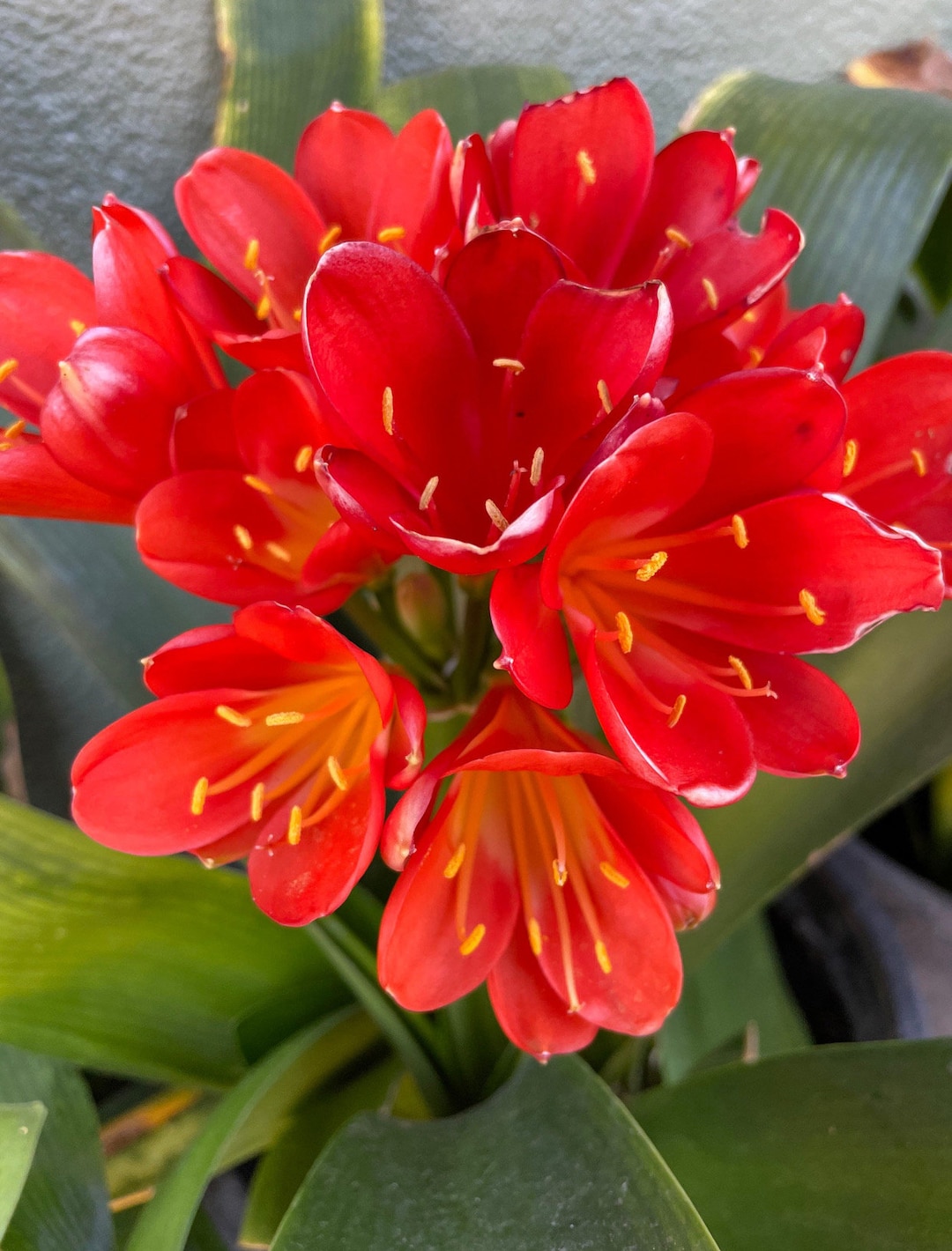 Clivia Miniata | Red Orange Flower Hybrid | Various Sizes Available ...