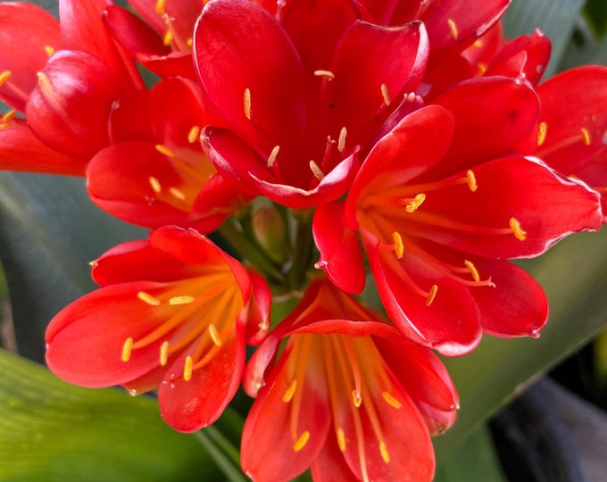 Clivia Miniata | Red Orange Flower Hybrid | Various Sizes Available ...
