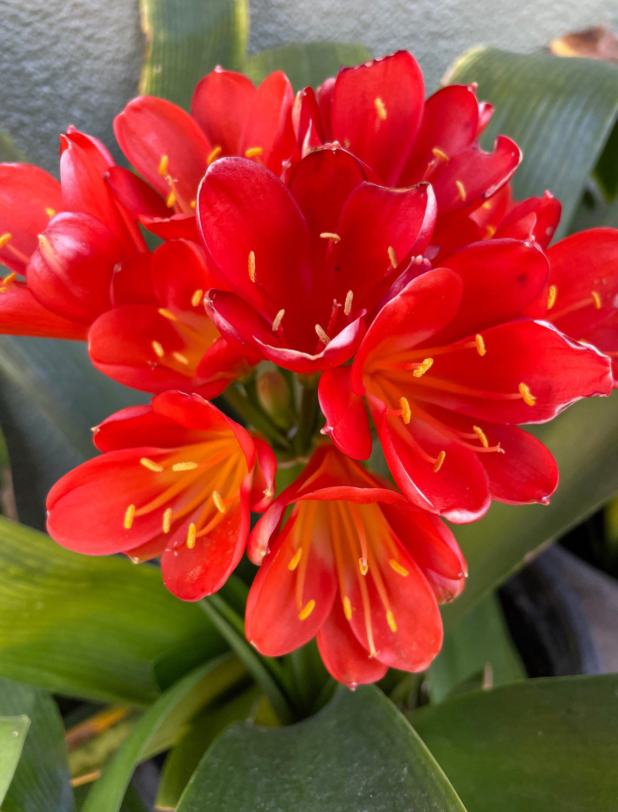 Clivia Miniata | Red Orange Flower Hybrid | Various Sizes Available ...