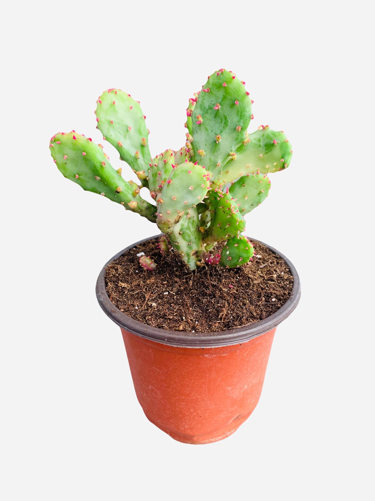 Opuntia Monacantha Variegata - Highly Variegated Joseph's Coat 4” Pot ...