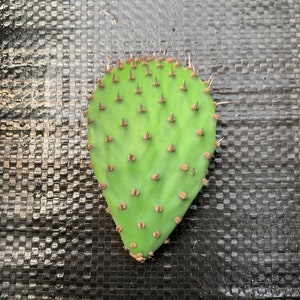 Opuntia Joconostle | Edible Fruit | Xoconostle Cacti | Various Sizes ...