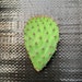 Opuntia Joconostle | Edible Fruit | Xoconostle Cacti | Various Sizes ...