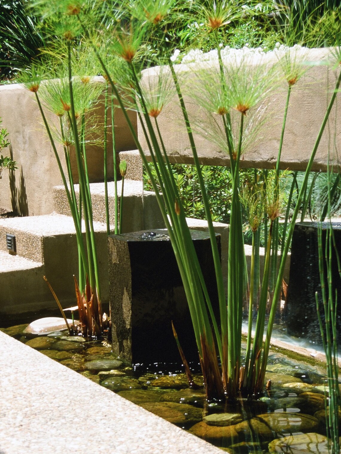 Cypress Papyrus Reed Live Plant Landscape or Garden Gift Ideas Pond ...