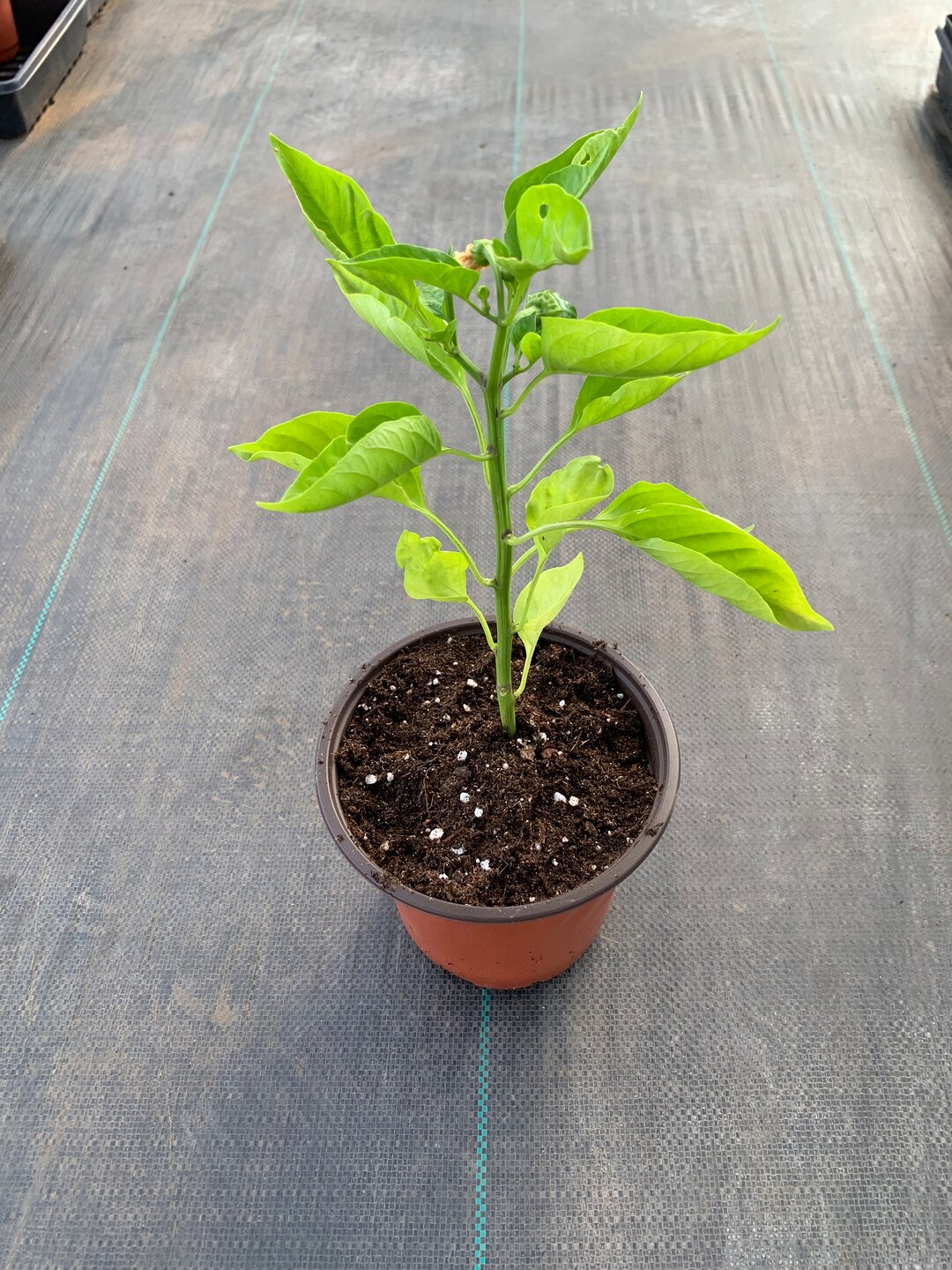 Bell Pepper | Live Plant | Pepper Plant Fruiting / Sweet Pepper ...