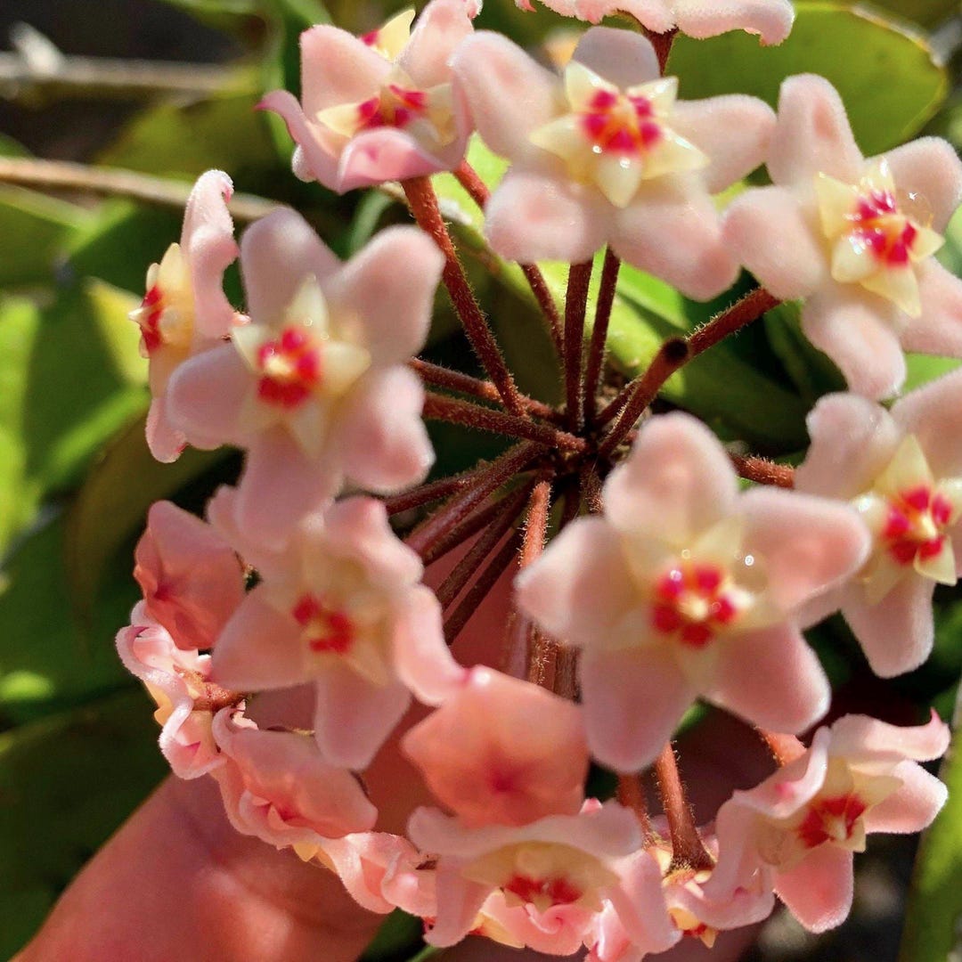 Hoya Carnosa | Light Pink Flowers | Vining Plant Climbing | Gift Ideas ...