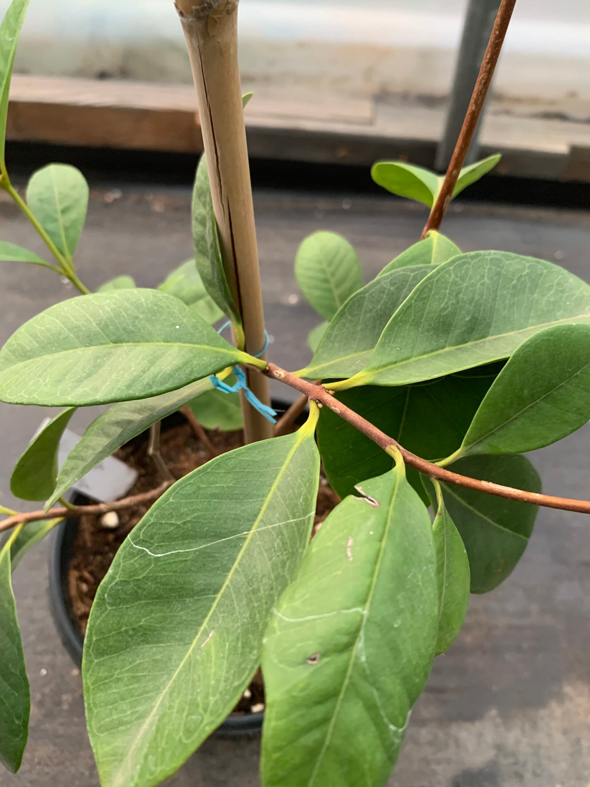 Lemon Guava Tree Live Plant Fruiting Various Sizes Available - Etsy