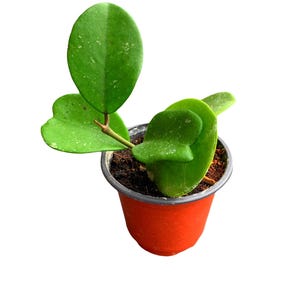 Hoya Obovata Pink Purple Flowers Vining Climbing Big Leafs Exotic ...