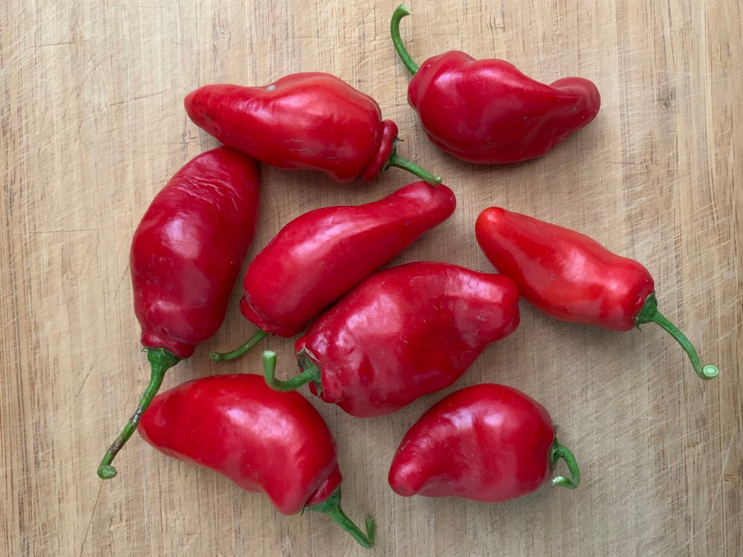 Aji Manzano Rocoto Largo Peruvian Pepper Plant /spicy Pepper / Various ...