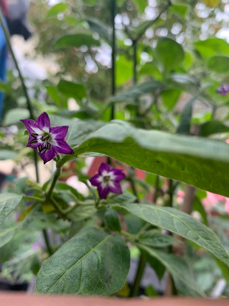 Aji Manzano Rocoto Largo Peruvian Pepper Plant | Live Plant | Herb ...