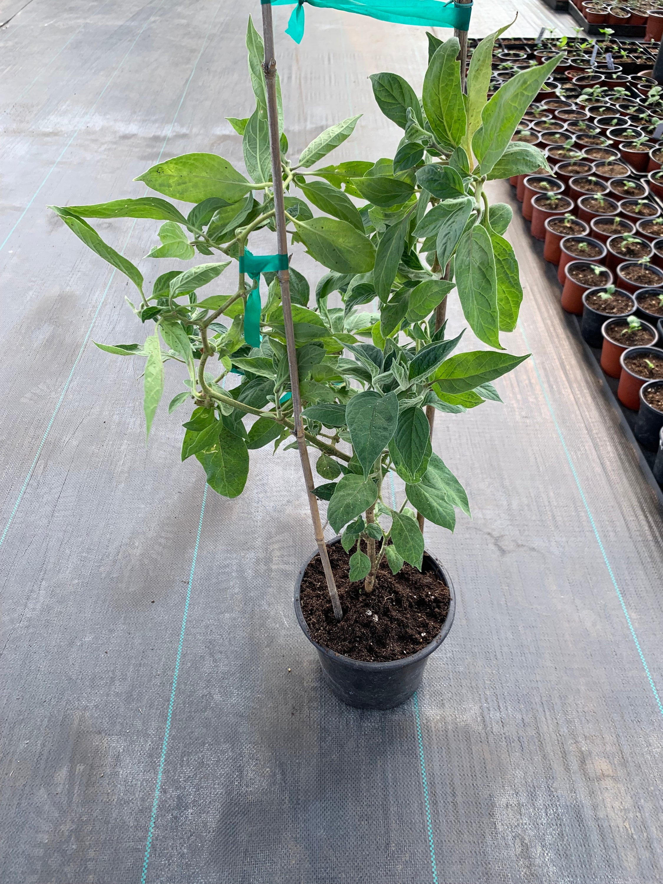 Yellow Manzano Pepper Plant Spicy Fruit Various Sizes Available Gift ...