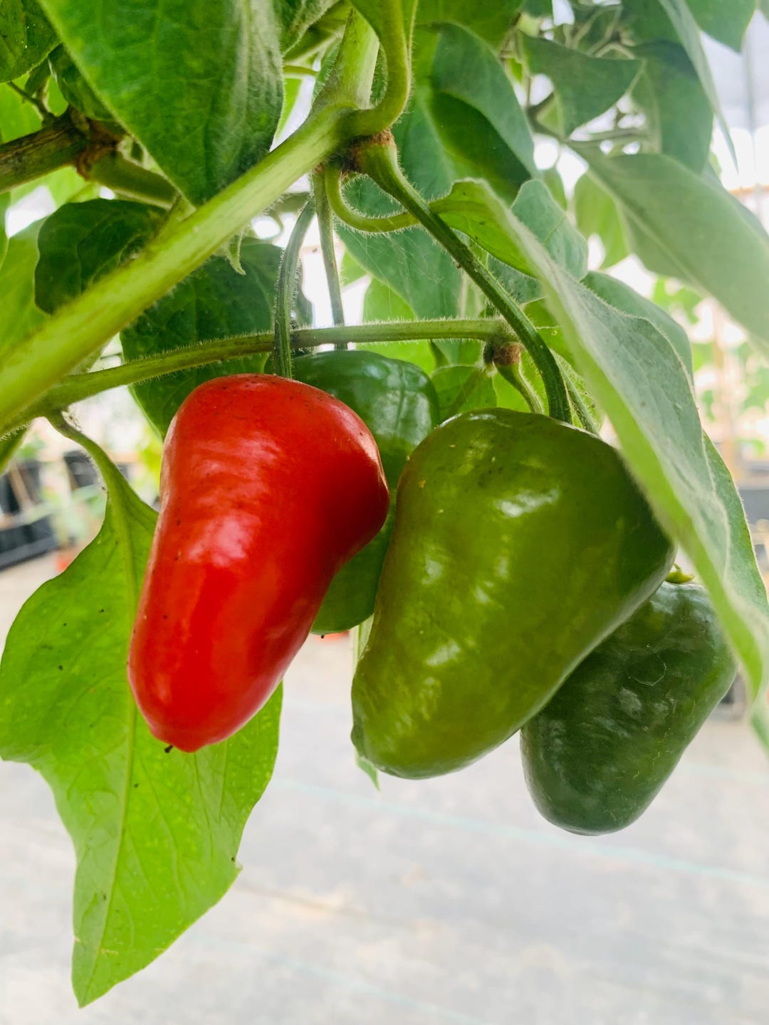 Aji Manzano Rocoto Largo Peruvian Pepper Plant | Live Plant | Herb ...