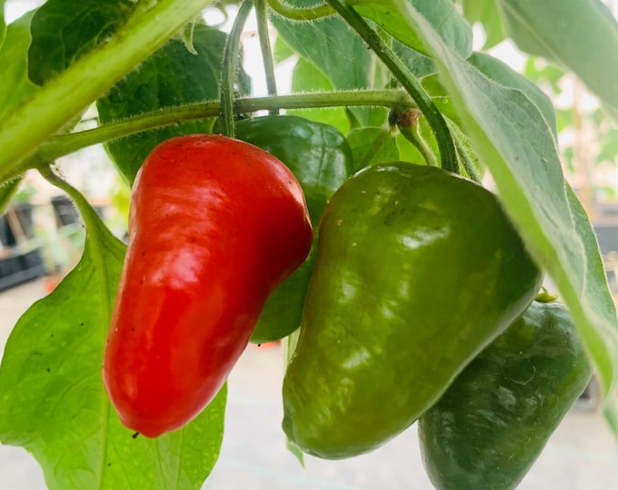 Aji Manzano Rocoto Largo Peruvian Pepper Plant | Live Plant | Herb ...