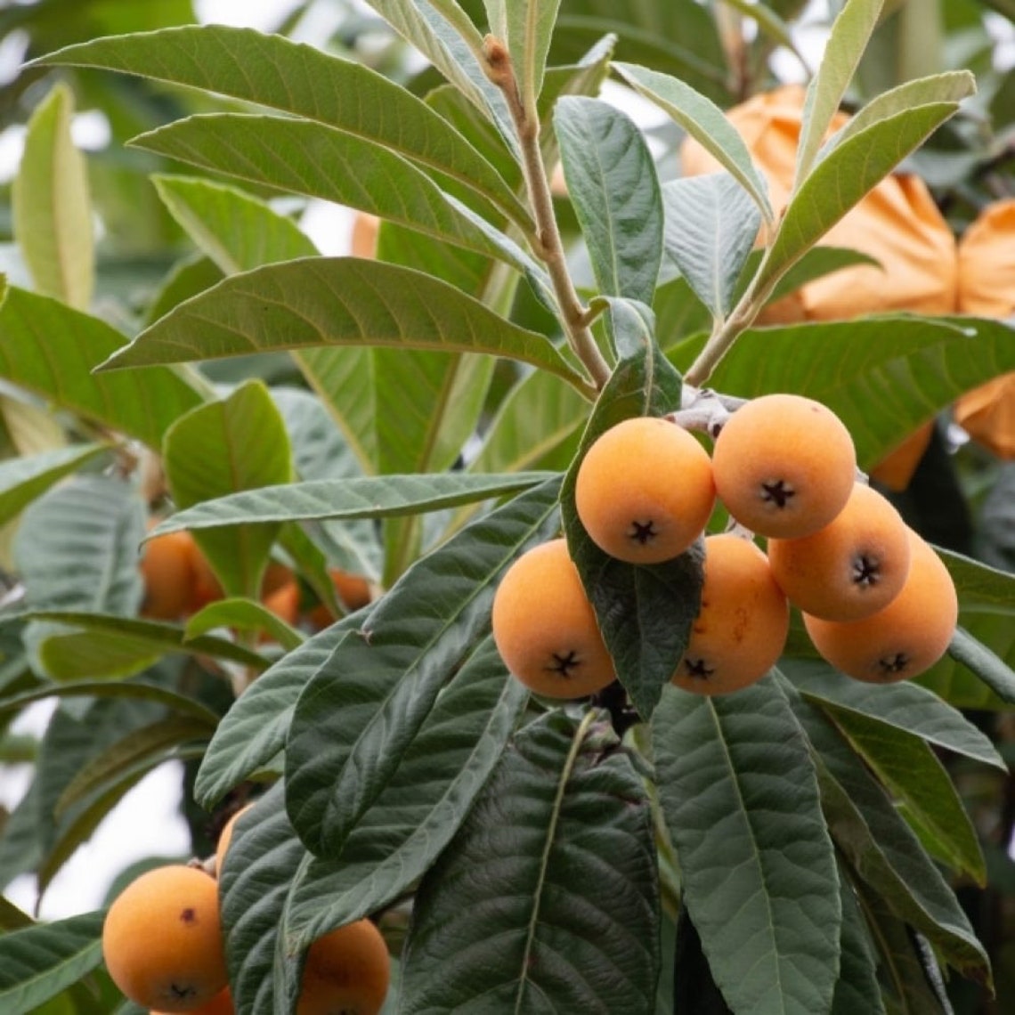 Loquat Tree / Fruiting / Various Sizes Available Live Plant - Etsy