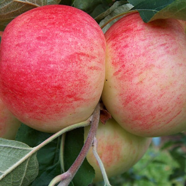 Red Apple Tree - Etsy