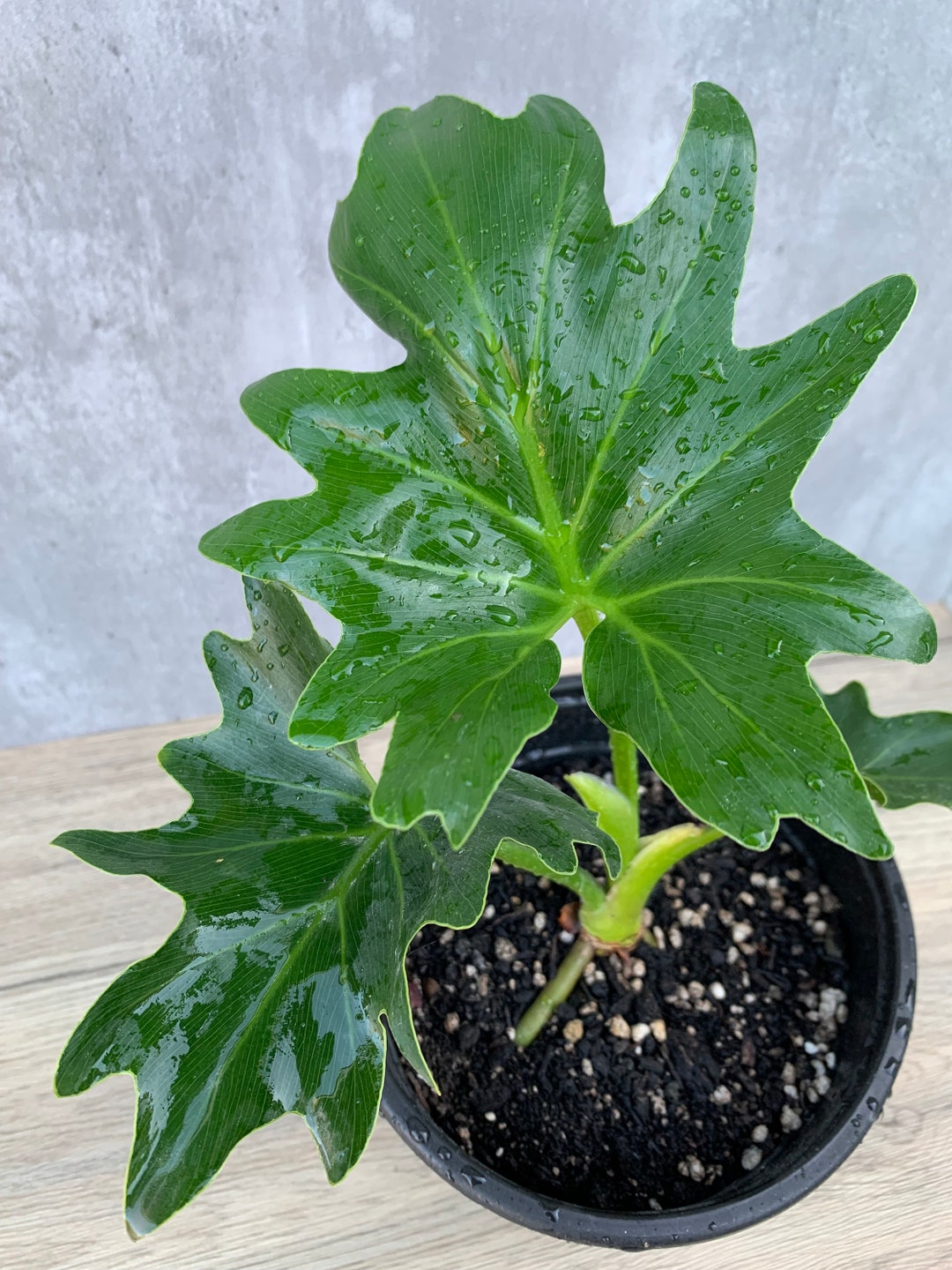 Philodendron Selloum Tree Live Plant - Etsy