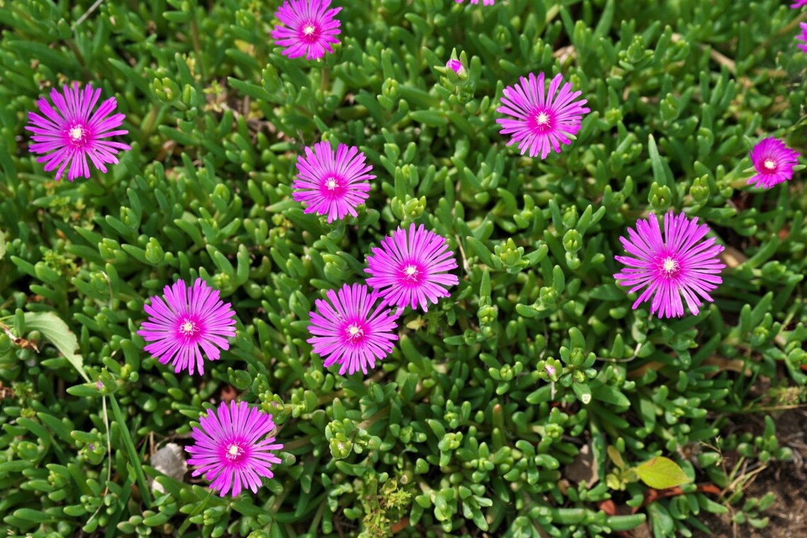 Lampranthus Spectabilis Trailing Ice Plant Bright Purple Flowers ...