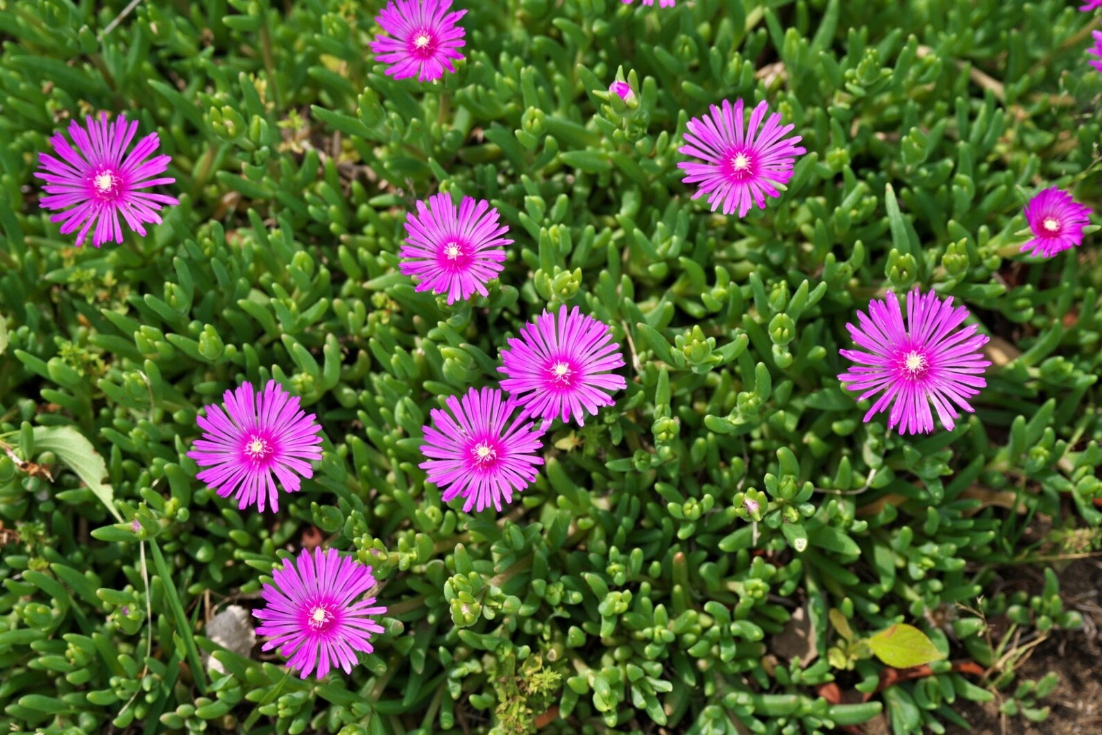 Lampranthus Spectabilis Trailing Ice Plant Bright Purple Flowers ...