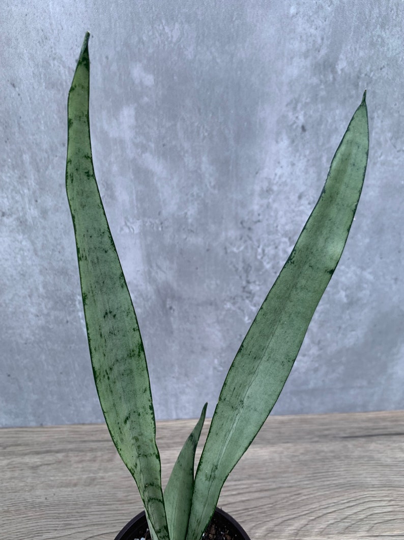 Sansevieria Silver Streak 4 Inch Rare Succulent Live Plant - Etsy