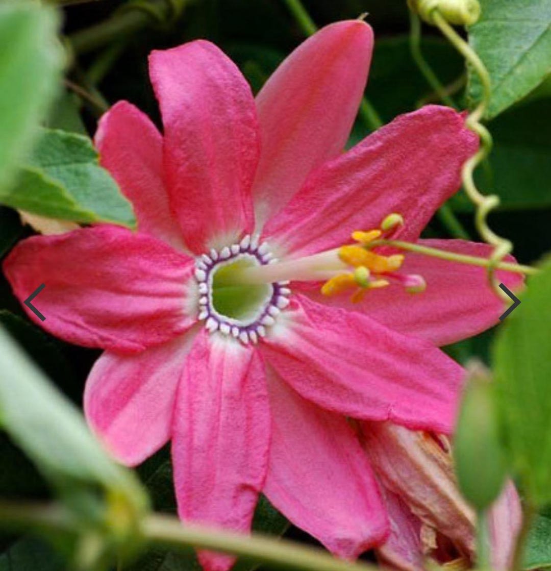 Passiflora Mollissima | Rare Exotic | Bannana Passion Fruit | Gift ...