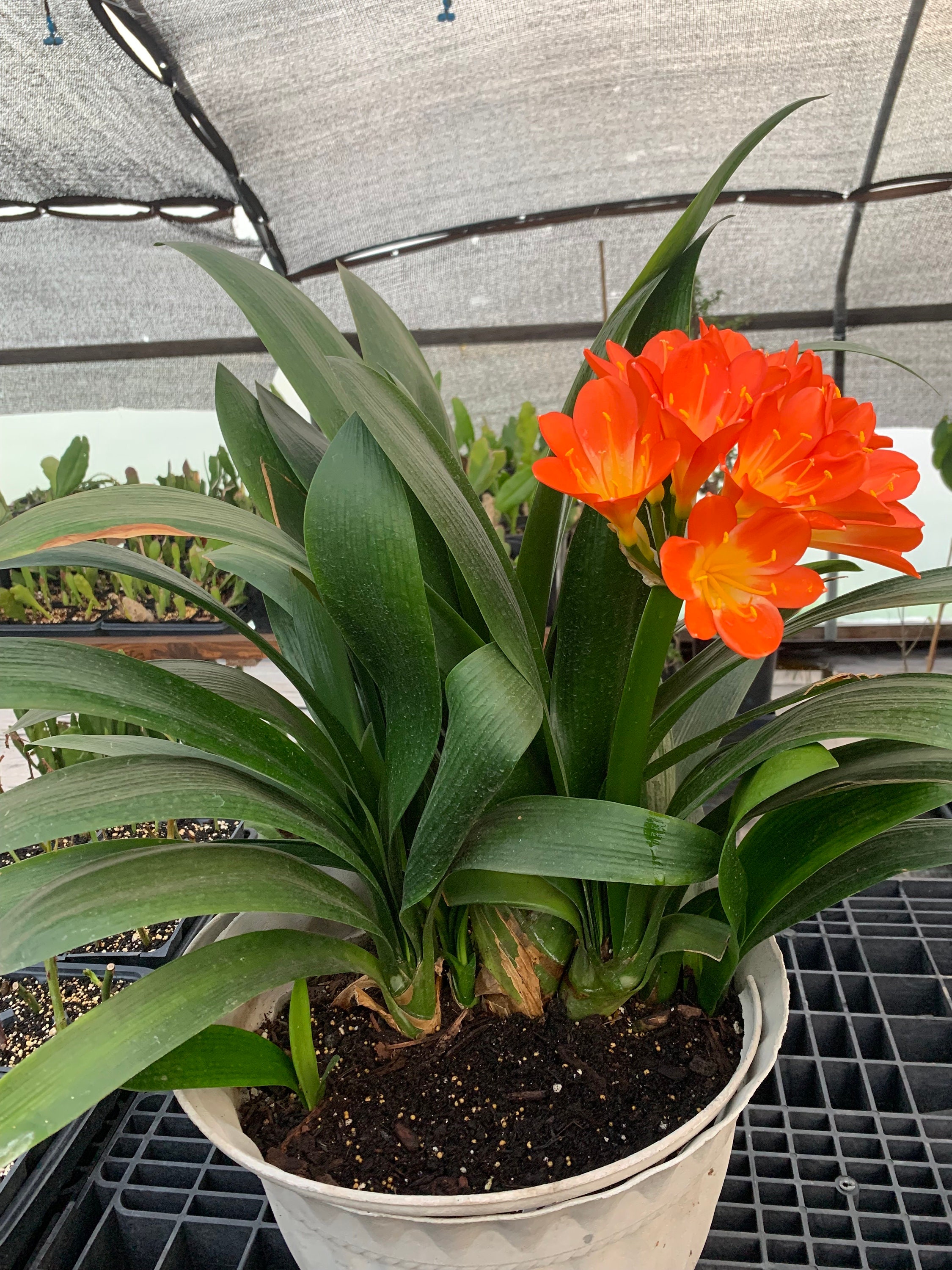 Clivia Miniata | Red Orange Flower Hybrid | Various Sizes Available ...