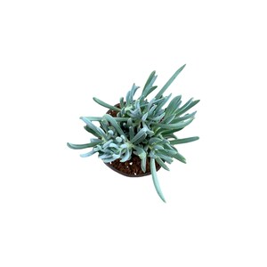 Curio Ficoides ‘blue Chalk’ | Succulents | Various Sizes | Gift Ideas ...