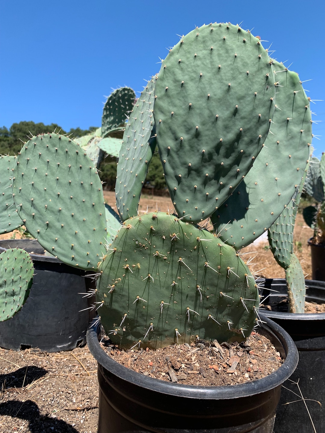 Opuntia Joconostle | Edible Fruit | Xoconostle Cacti | Various Sizes ...