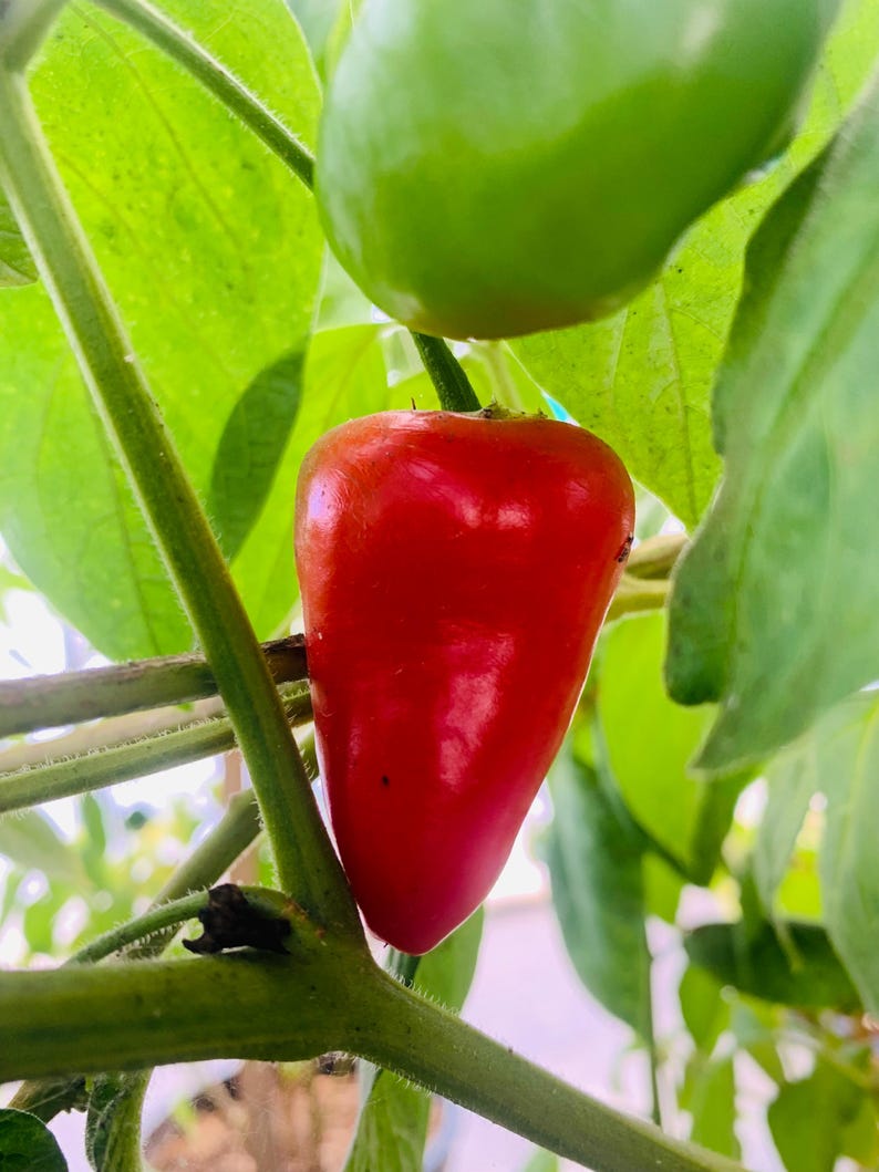 Aji Manzano Rocoto Largo Peruvian Pepper Plant Fruiting | Live Plant ...