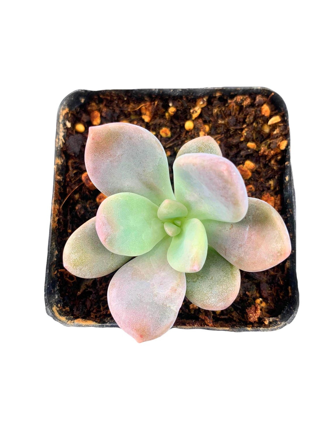 Pachyphytum Graptoveria snow Peach Succulent Various Sizes Gift Ideas ...