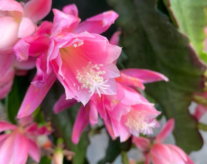 German Empress Epiphyllum -1 Cutting - (disocactus Phyllanthoides) - (6 ...