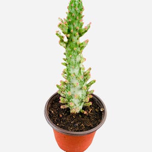 Opuntia Monacantha Variegata - Highly Variegated Joseph's Coat 4” Pot ...