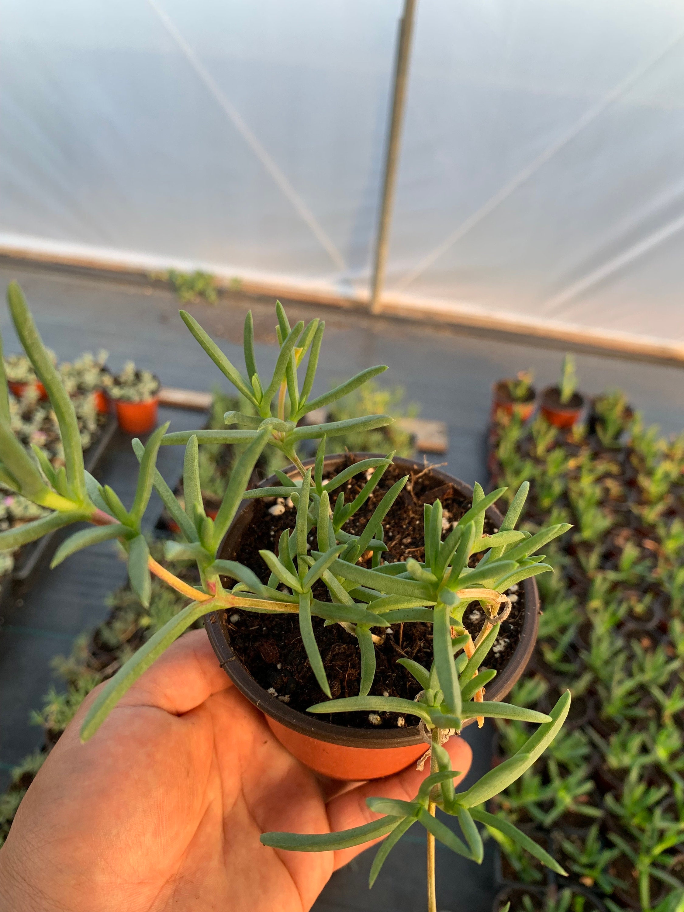 Lampranthus Spectabilis Trailing Ice Plant Bright Purple Flowers ...