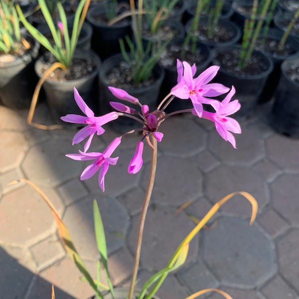 Society Garlic - Etsy