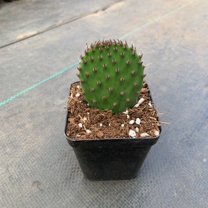 Opuntia Joconostle | Edible Fruit | Xoconostle Cacti | Various Sizes ...