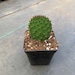 Opuntia Joconostle | Edible Fruit | Xoconostle Cacti | Various Sizes ...