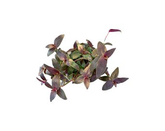 Jose Puig Tradescantia Gibasis - Etsy