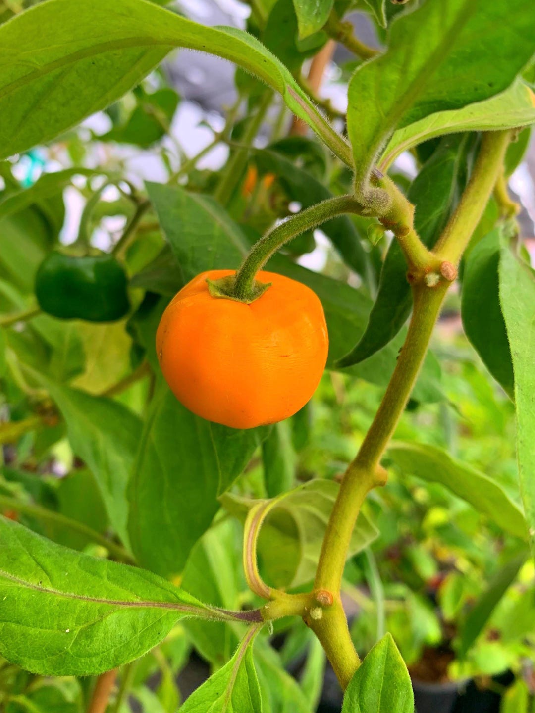 Yellow Manzano Pepper Plant | Spicy Fruit | Various Sizes Available ...