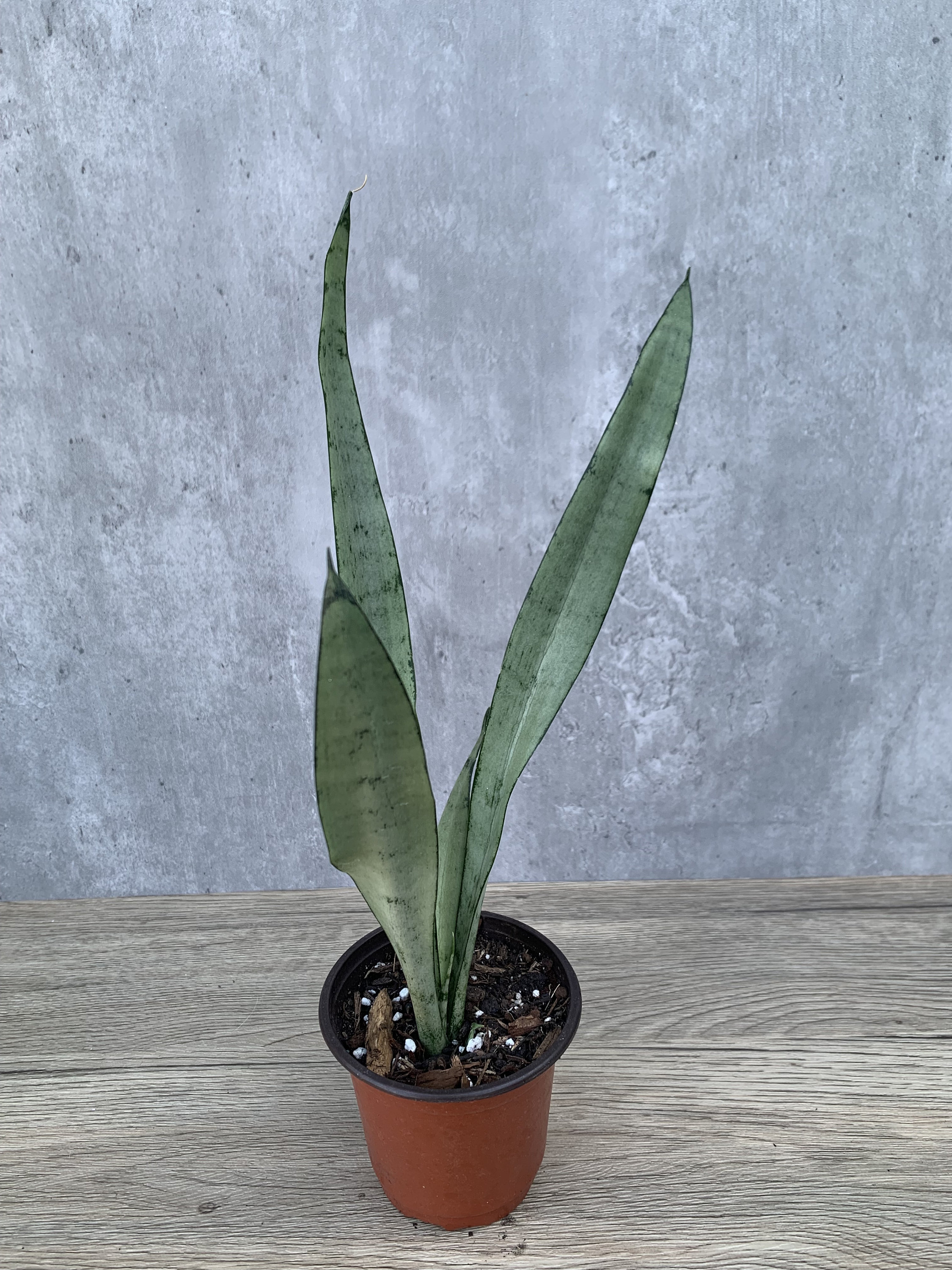 Sansevieria Silver Streak 4 Inch Rare Succulent Live Plant - Etsy