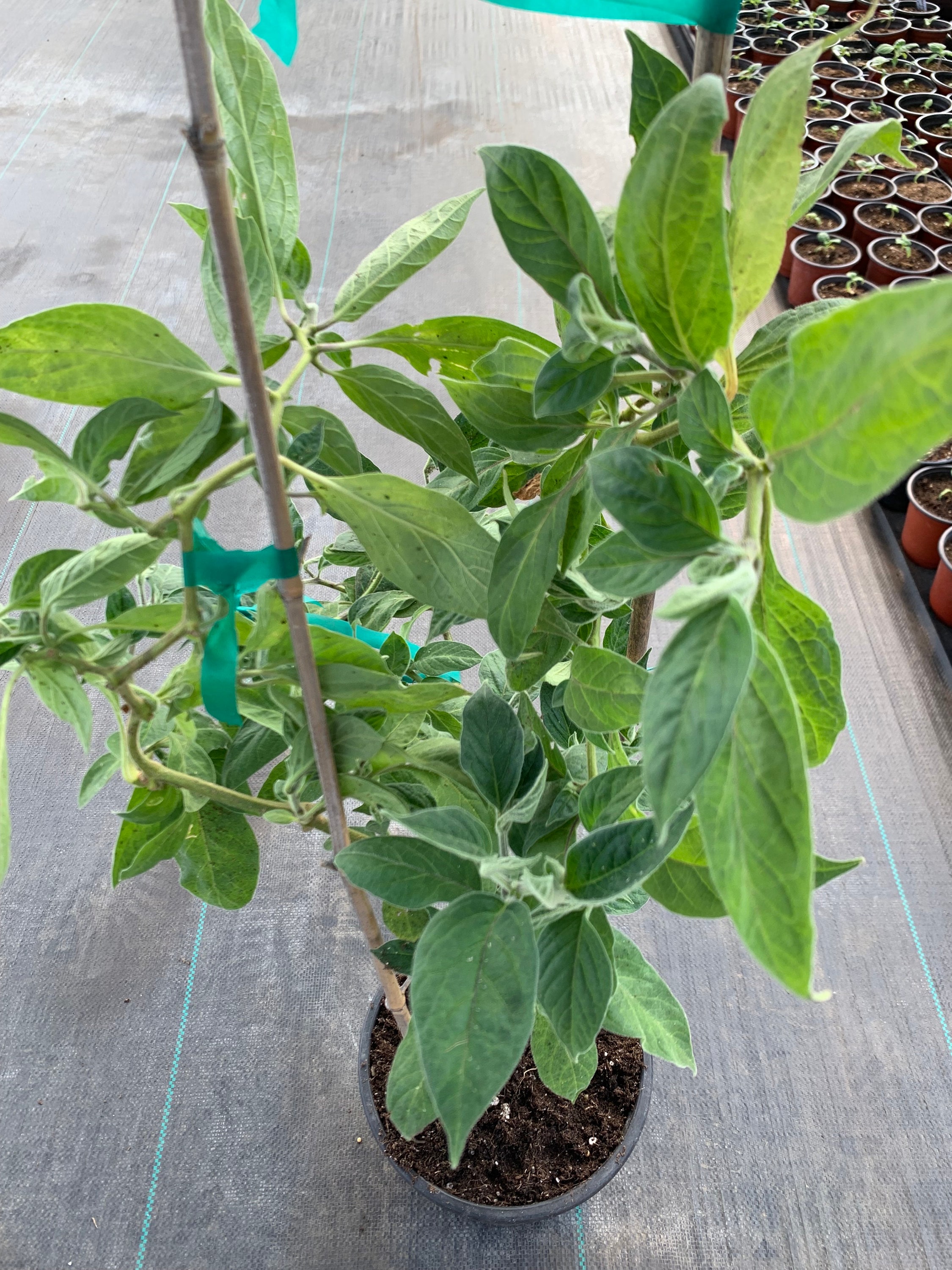Yellow Manzano Pepper Plant Spicy Fruit Various Sizes Available Gift ...