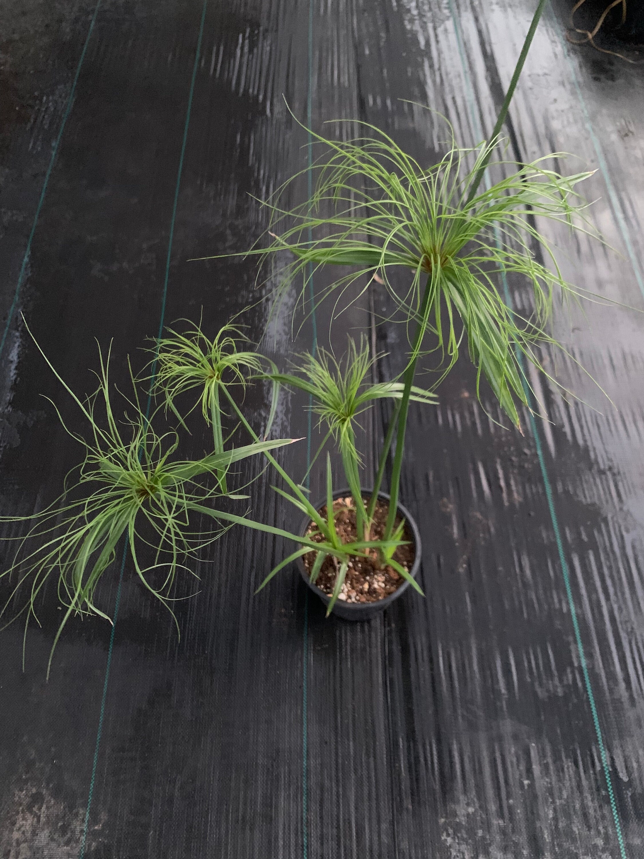 Cypress Papyrus Reed Live Plant Landscape or Garden Gift Ideas Pond ...
