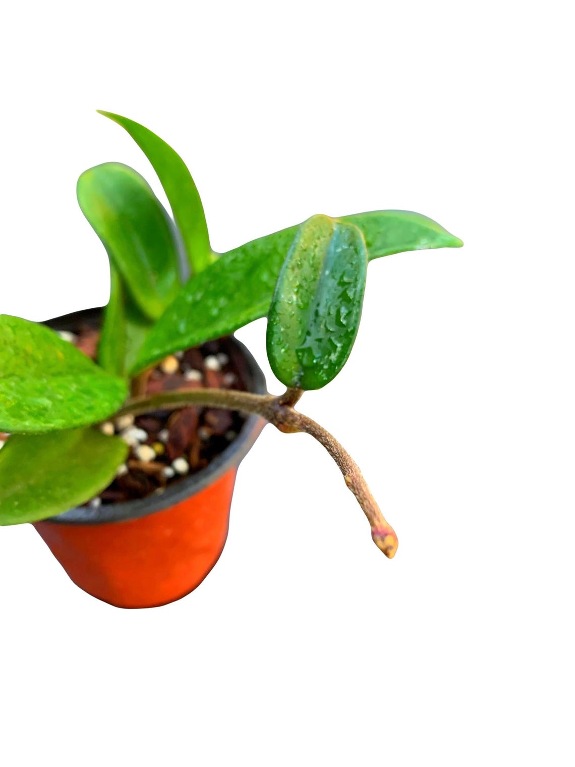 Hoya Carnosa | Light Pink Flowers | Vining Plant Climbing | Gift Ideas ...