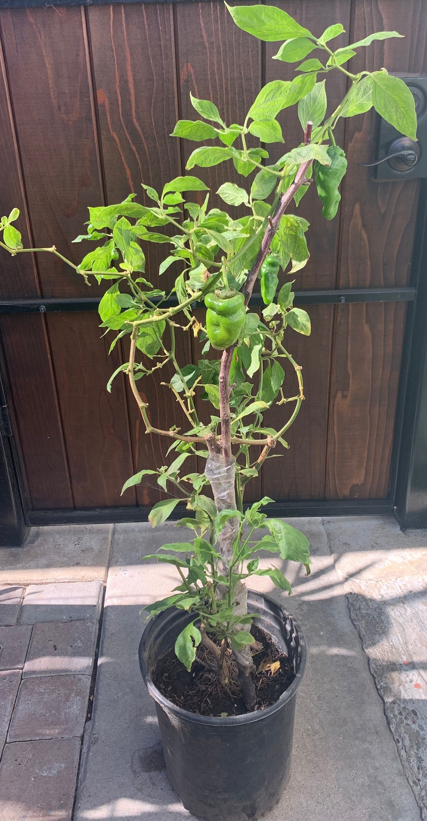 Aji Manzano Rocoto Largo Peruvian Pepper Plant /spicy Pepper / Various ...