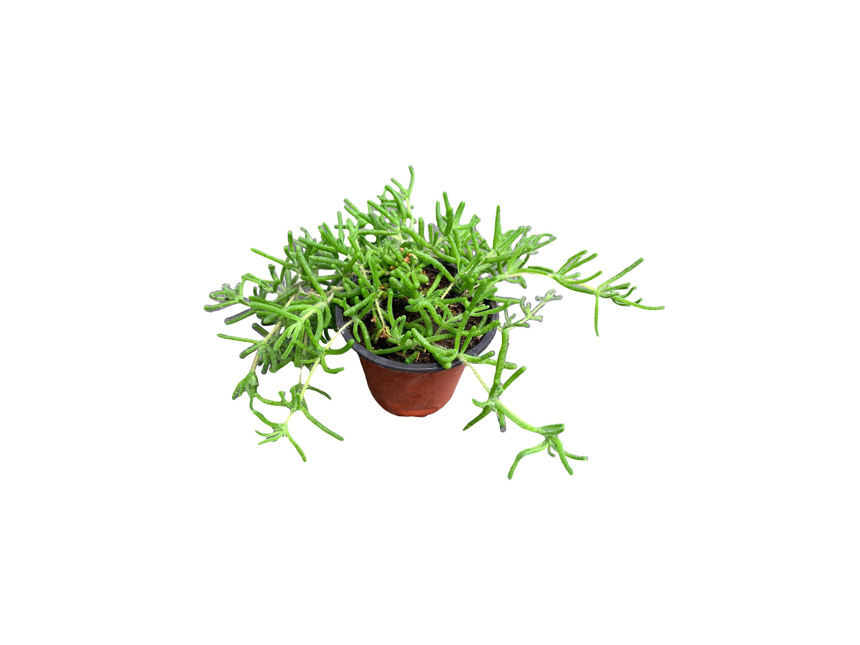 Lampranthus Spectabilis Trailing Ice Plant Bright Purple Flowers ...