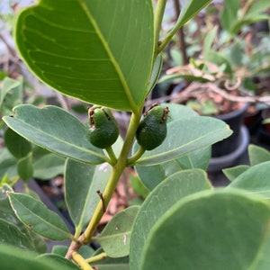 Lemon Guava Tree | Live Plant | Fruiting | Various Sizes Available Plants - Etsy