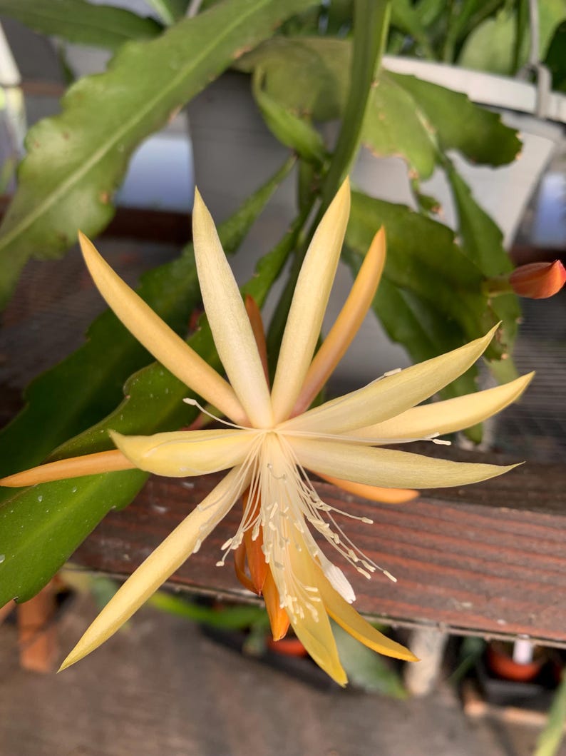 Epiphyllum Orchid Cactus Rare Rooted Pot Choose Size | 'frühlingsgold ...